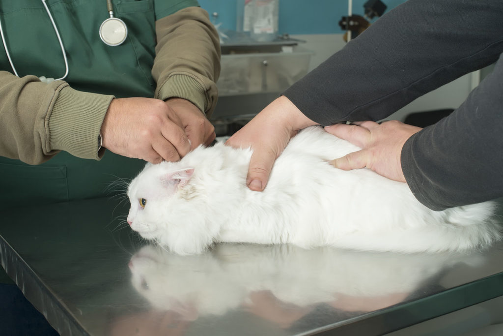 Orm hos katt - Lillehammer Dyreklinikk og Gausdal Dyreklinikk