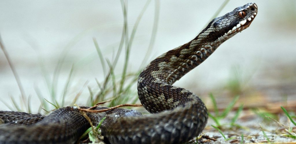 Huggormbitt på hund - Lillehammer Dyreklinikk og Gausdal Dyreklinikk