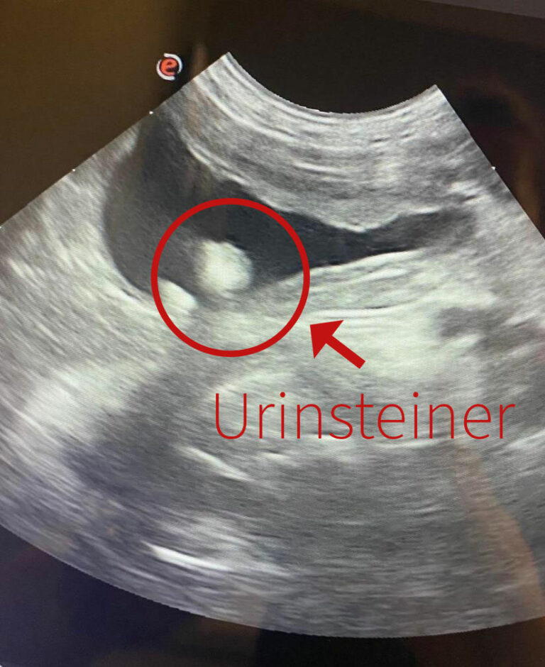 Urinstein hos hund - Lillehammer Dyreklinikk og Gausdal Dyreklinikk