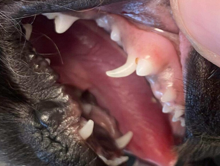 Melketenner som ikke faller ut - Lillehammer Dyreklinikk og Gausdal ...