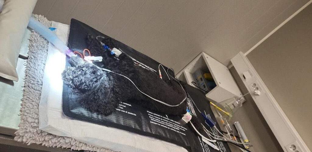 Entropion hos hund - Lillehammer Dyreklinikk og Gausdal Dyreklinikk