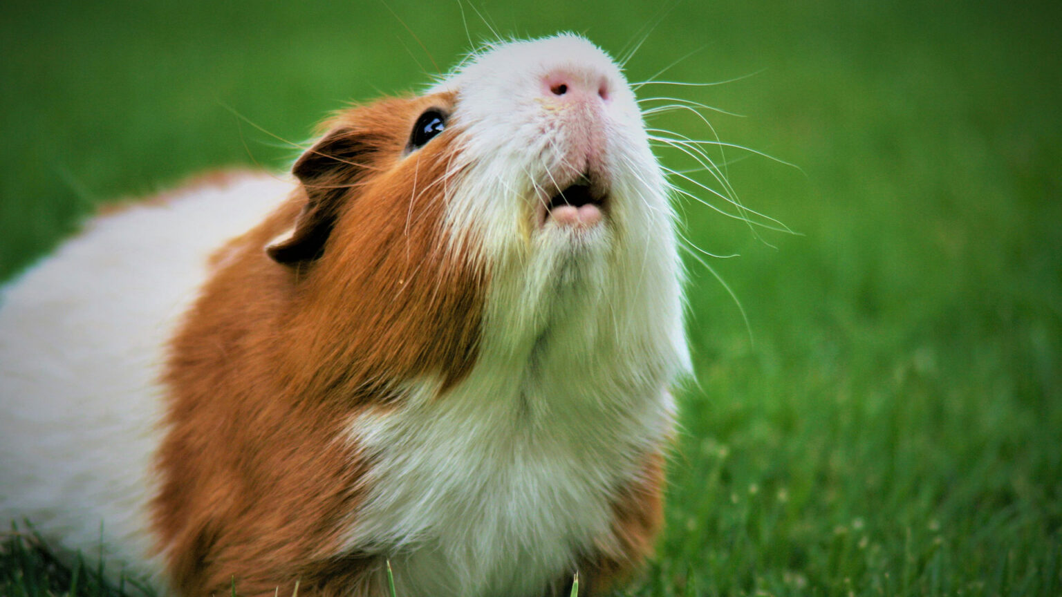 Vanlige helseproblemer hos marsvin - Lillehammer Dyreklinikk og Gausdal ...